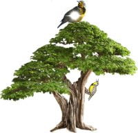 Karma theory - Tree of life जीवन रहस्य Jeeva and Atma - the reality of ...