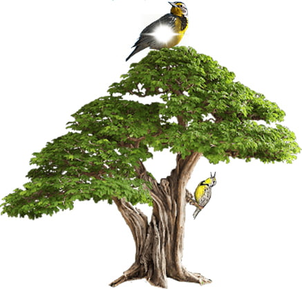 Karma theory - Tree of life जीवन रहस्य Jeeva and Atma - the reality of ...